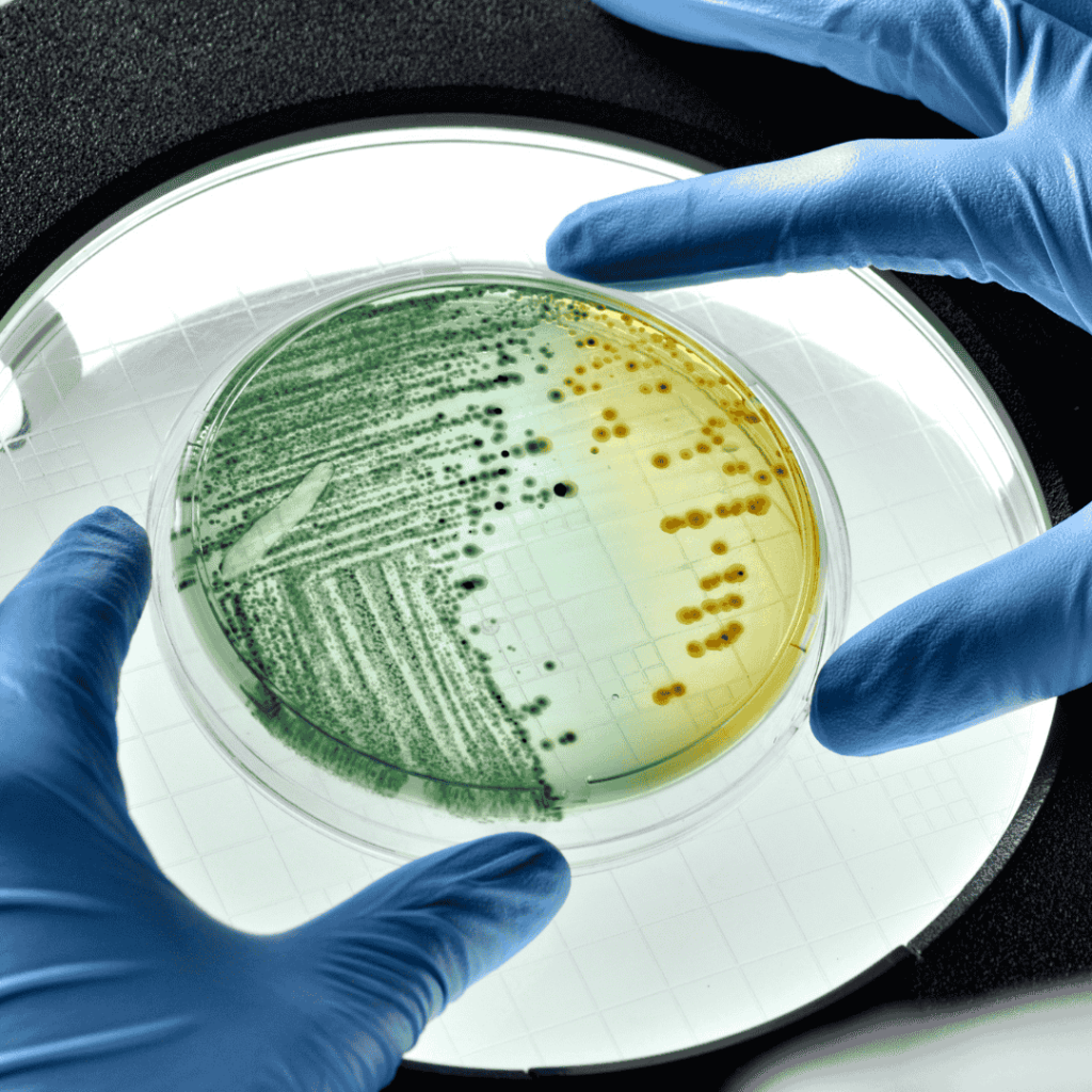 Essential Elements of a Robust Food Sanitation Program